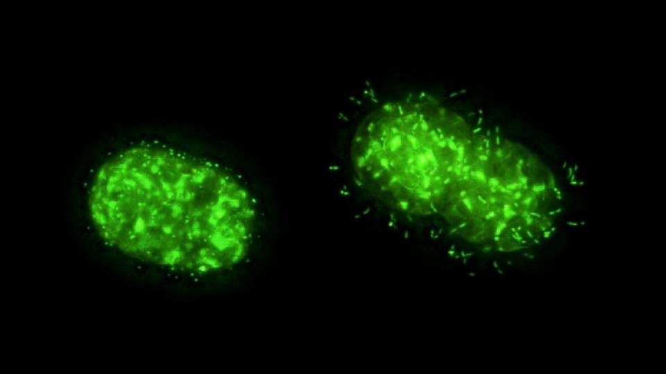 Aquatic Microbial Ecology | IGB