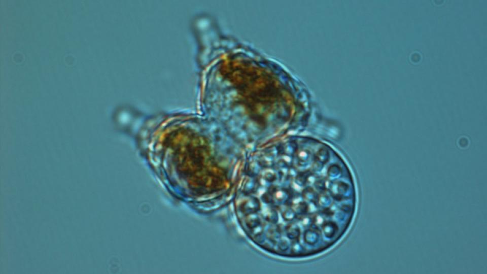 Aquatic Microbial Ecology | IGB