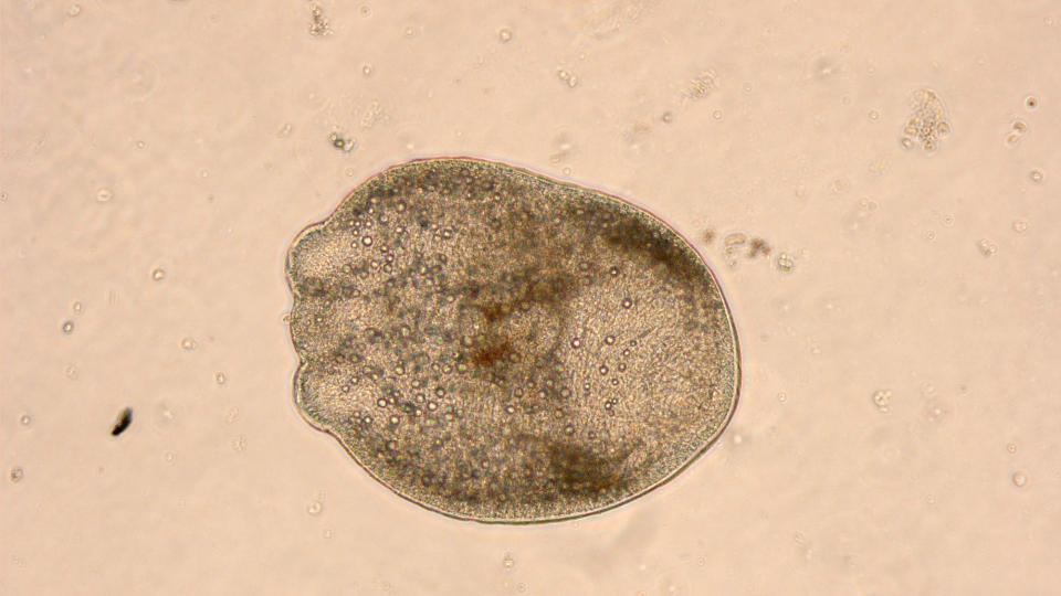 Fish Parasitology and Immunology | IGB