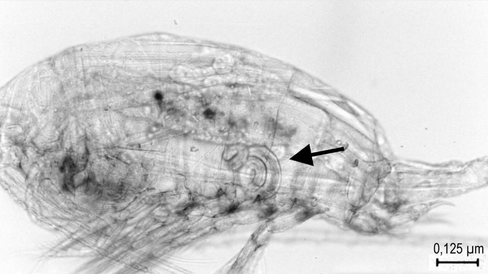 Fish Parasitology and Immunology | IGB