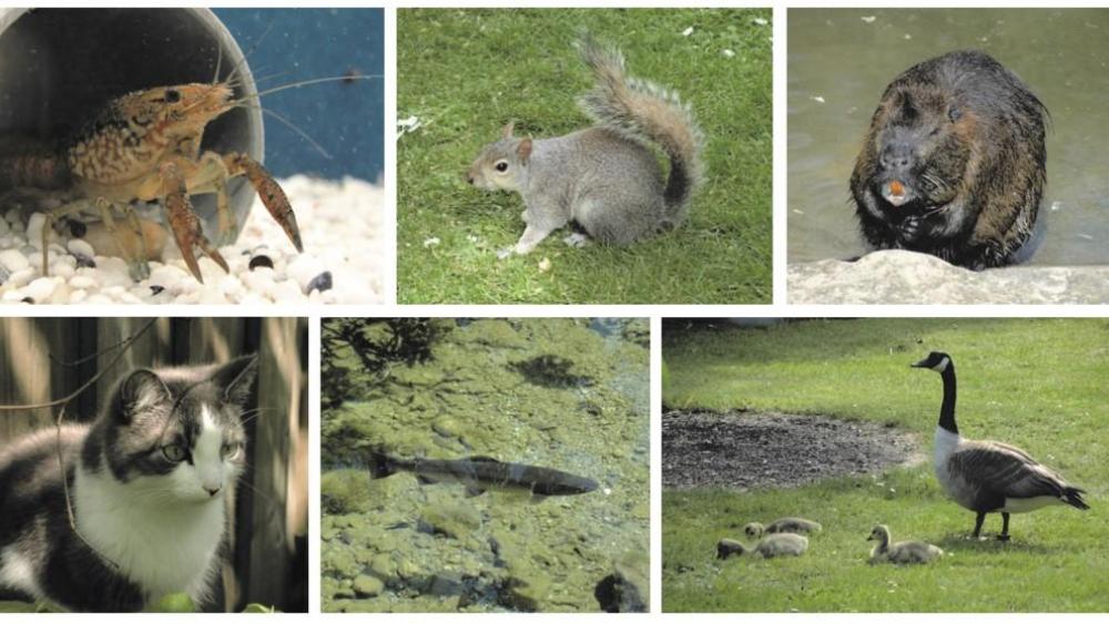 Ecological Novelty | IGB