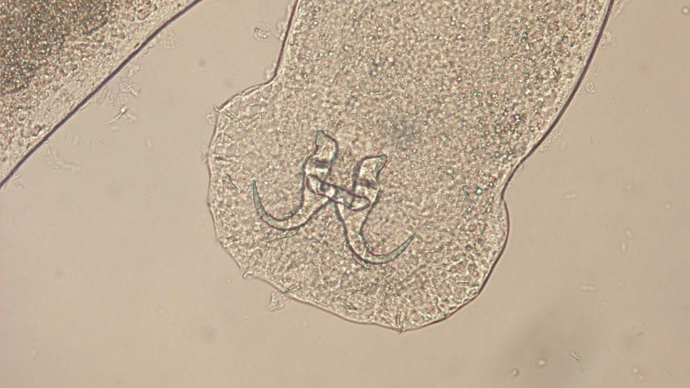 Fish Parasitology and Immunology | IGB