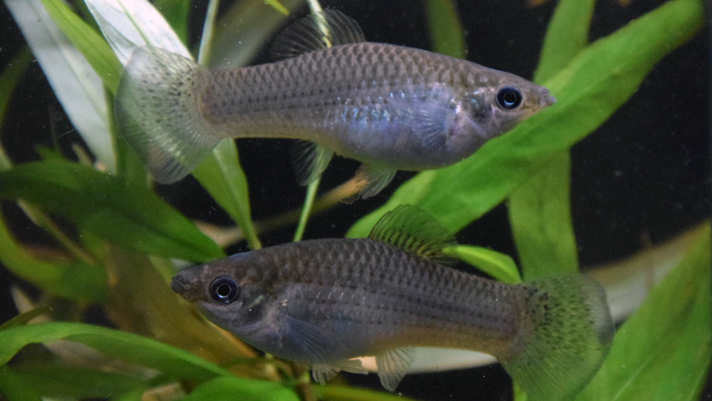 Clonal fish: Same genes, same environment – different fitness levels | IGB