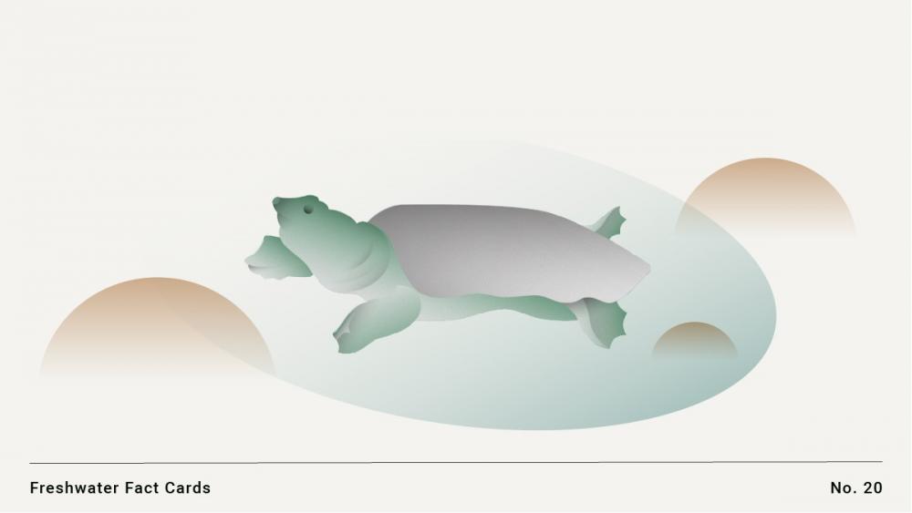 yangtze giant softshell turtle