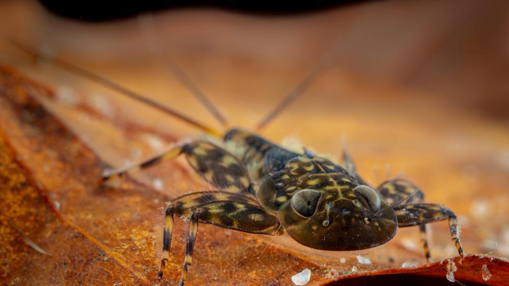 Hardly further recovery: Biodiversity in European rivers stagnates | IGB